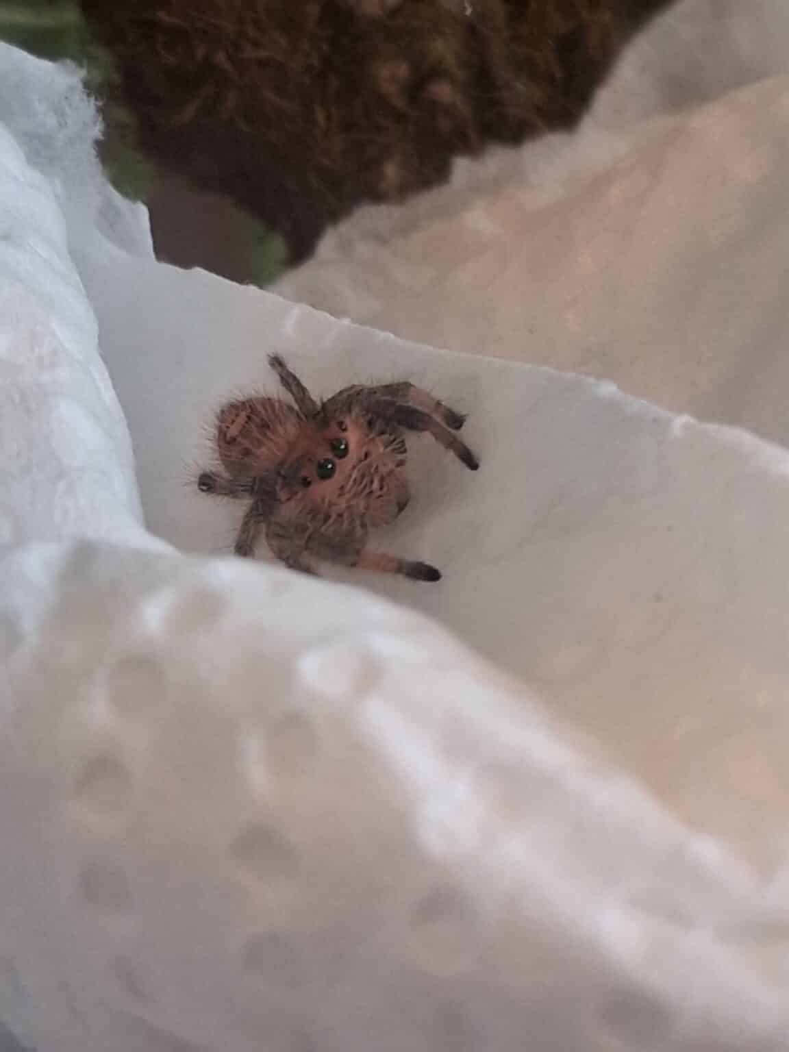 🕷️ How to Set Up a Jumping Spider Habitat - Science Through Nature