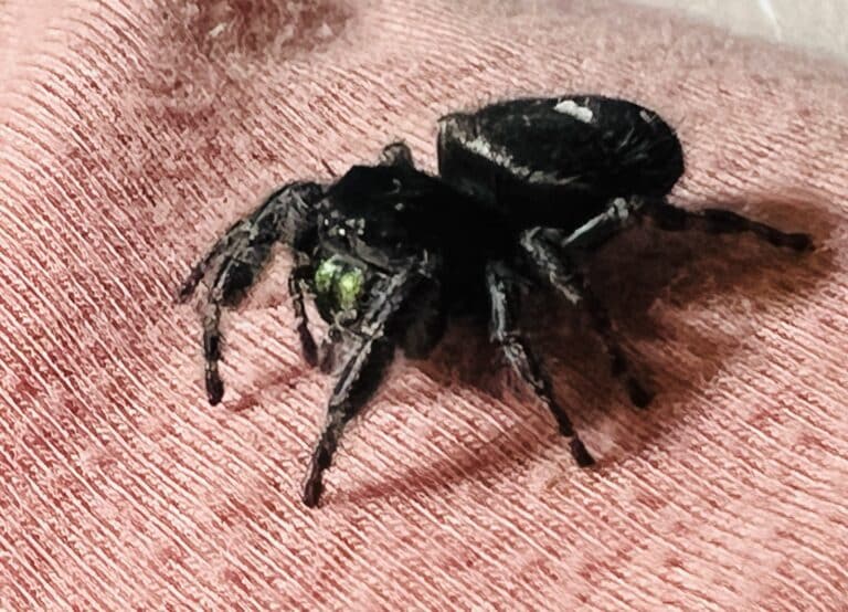 🕷️ How to Set Up a Jumping Spider Habitat - Science Through Nature