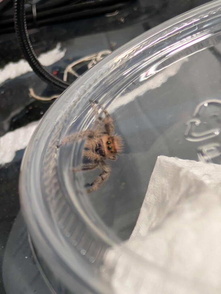 🕷️ How to Set Up a Jumping Spider Habitat - Science Through Nature