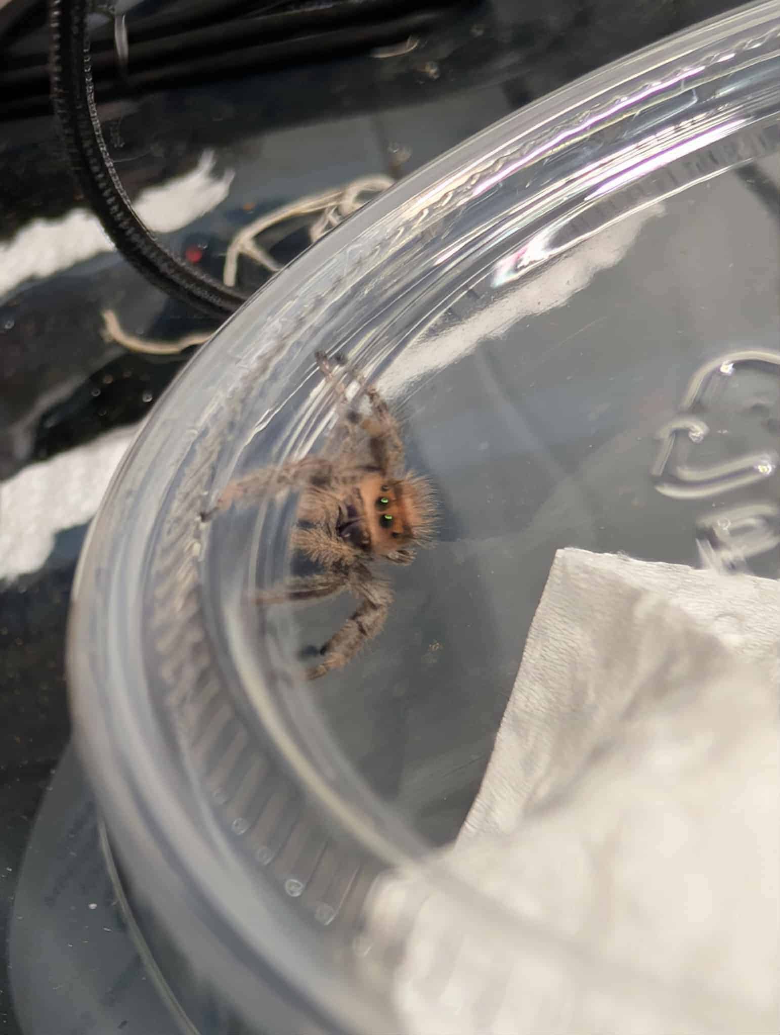 🕷️ How to Set Up a Jumping Spider Habitat - Science Through Nature